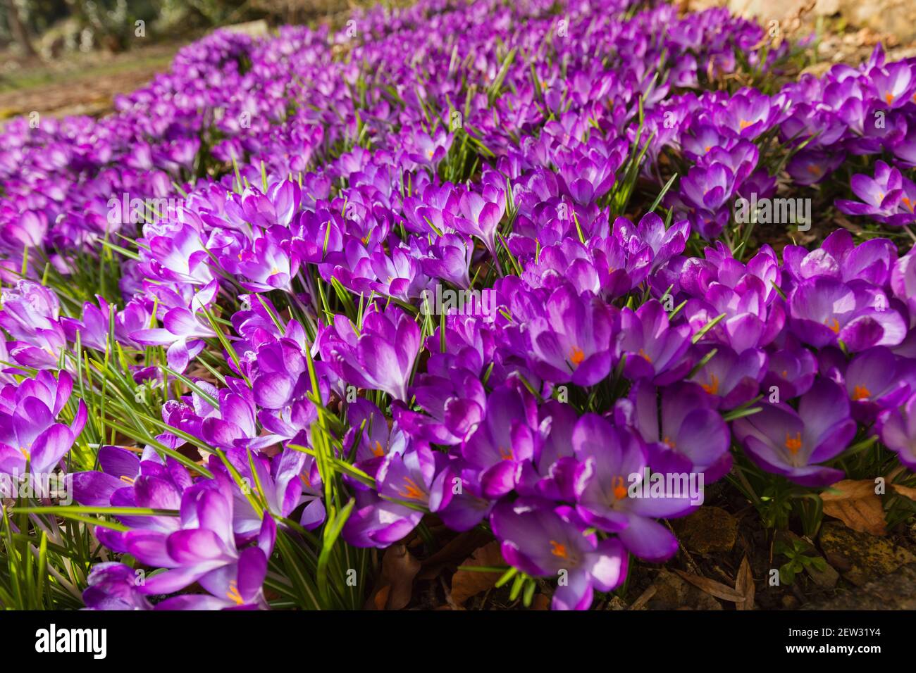Bed of 'Ruby Giant' Spring-flowering crocus Stock Photo - Alamy