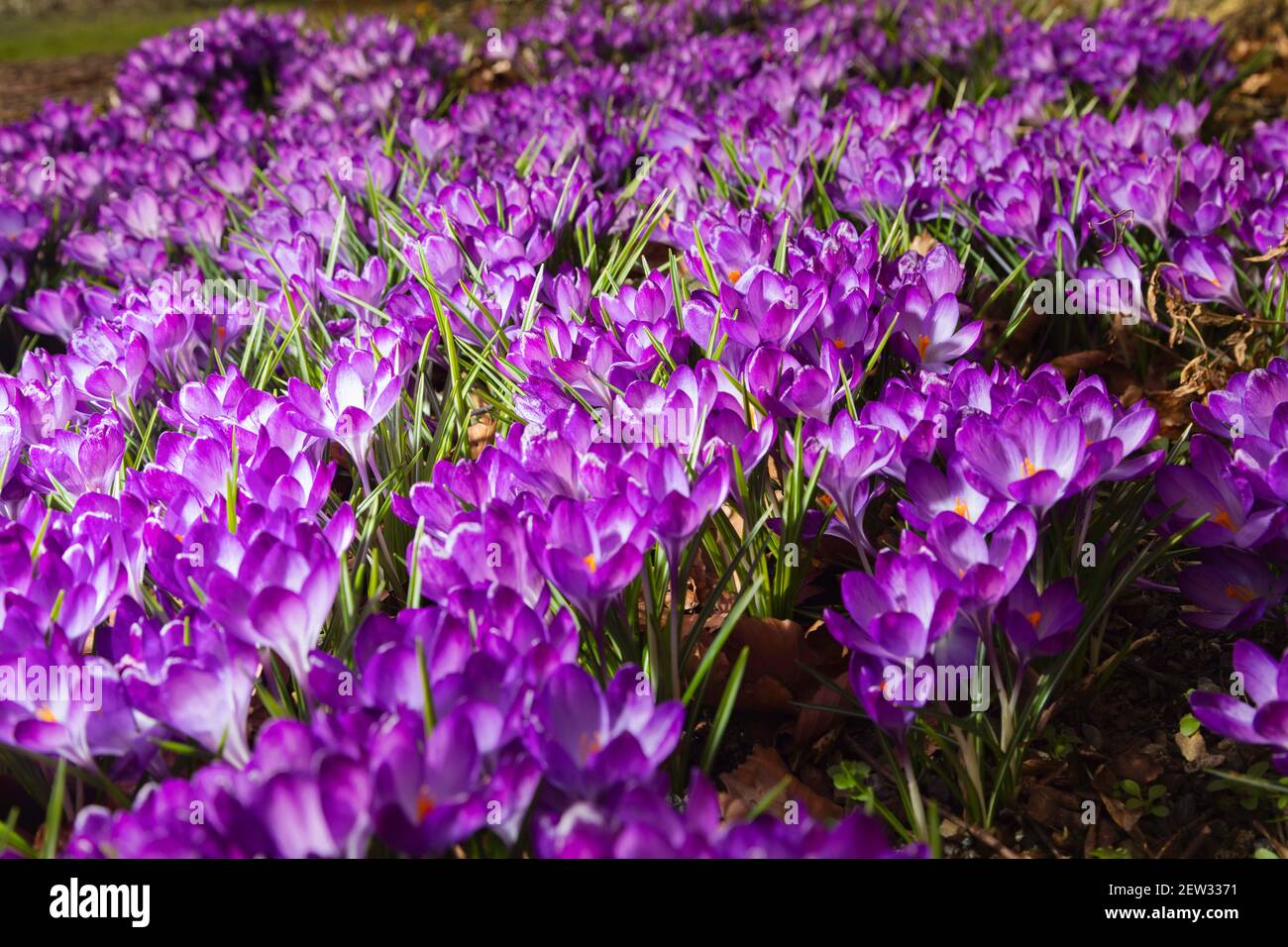 Crocus tommasinianus bed hi-res stock photography and images - Alamy