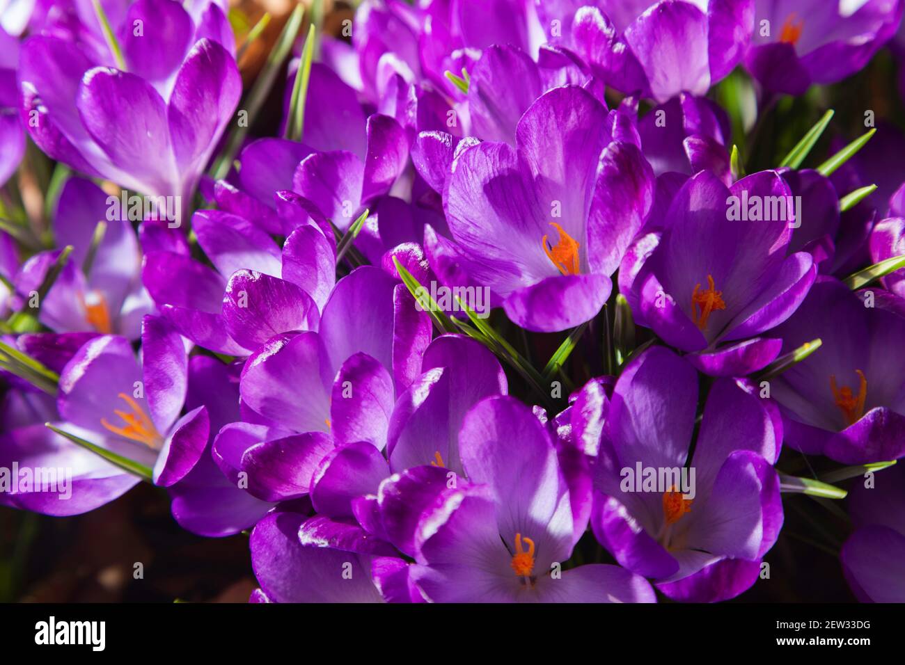 Bed of 'Ruby Giant' Spring-flowering crocus Stock Photo - Alamy