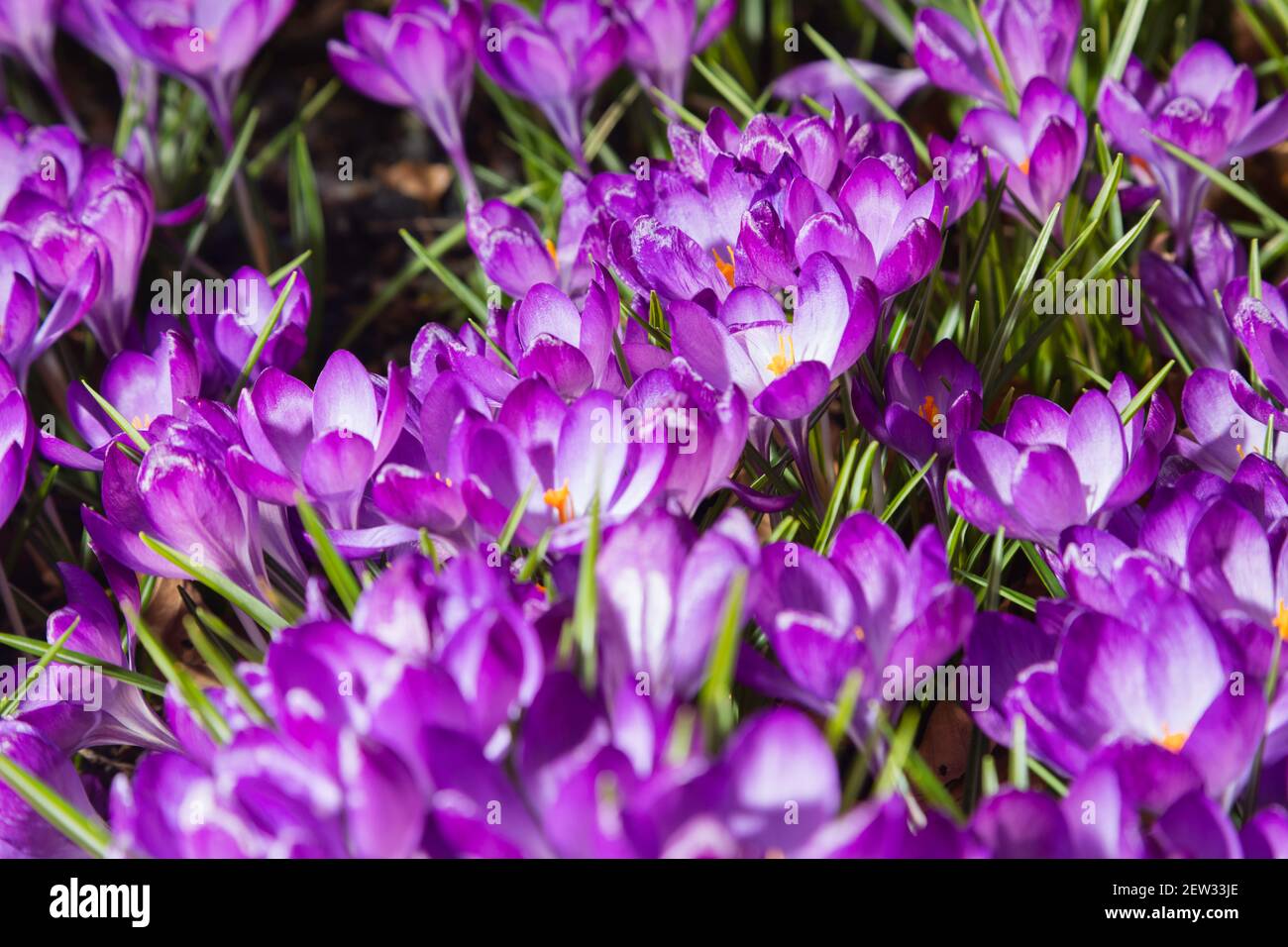 Bed of 'Ruby Giant' Spring-flowering crocus Stock Photo - Alamy