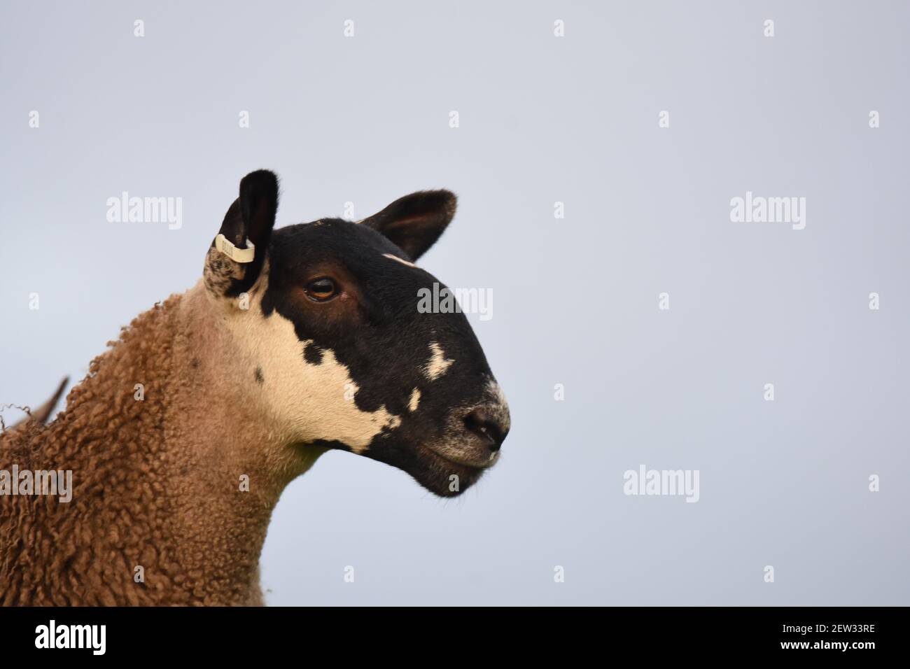 Scotch Mule Sheep, Marr Farm, Thornhill, Dumfries Stock Photo - Alamy