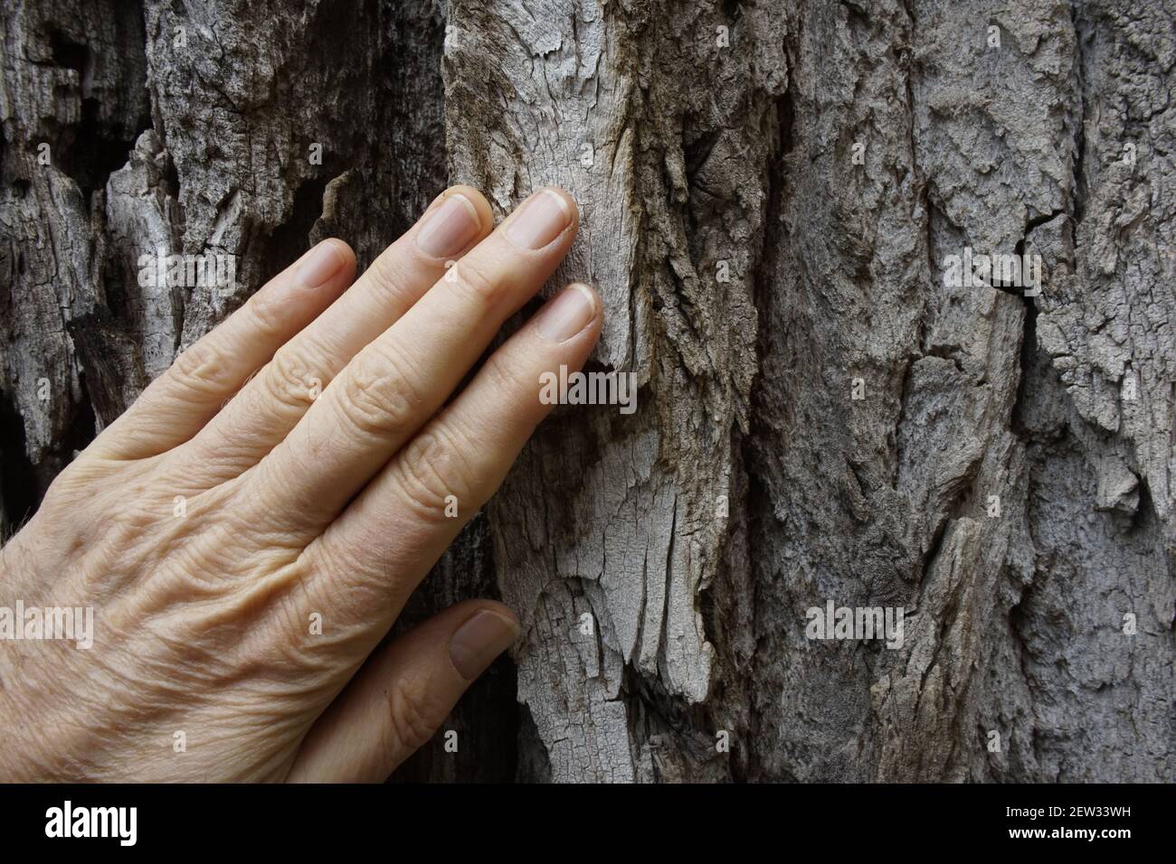 Closeup shot hand touching tree hi-res stock photography and images - Alamy