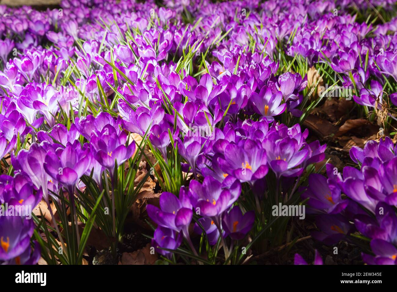 Bed of 'Ruby Giant' Spring-flowering crocus Stock Photo - Alamy