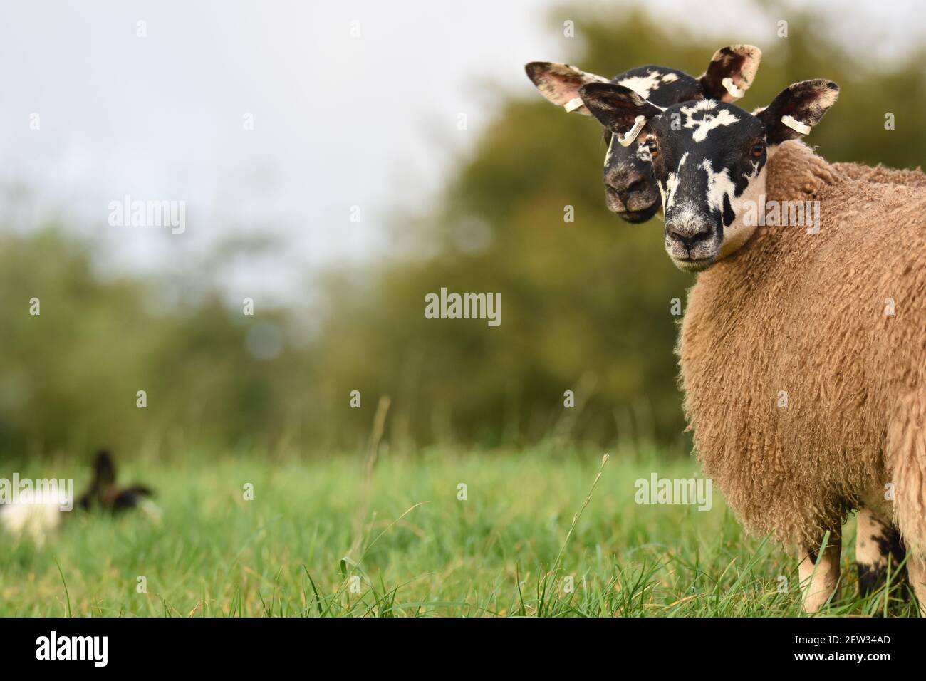 Scotch Mule Sheep, Marr Farm, Thornhill, Dumfries Stock Photo - Alamy