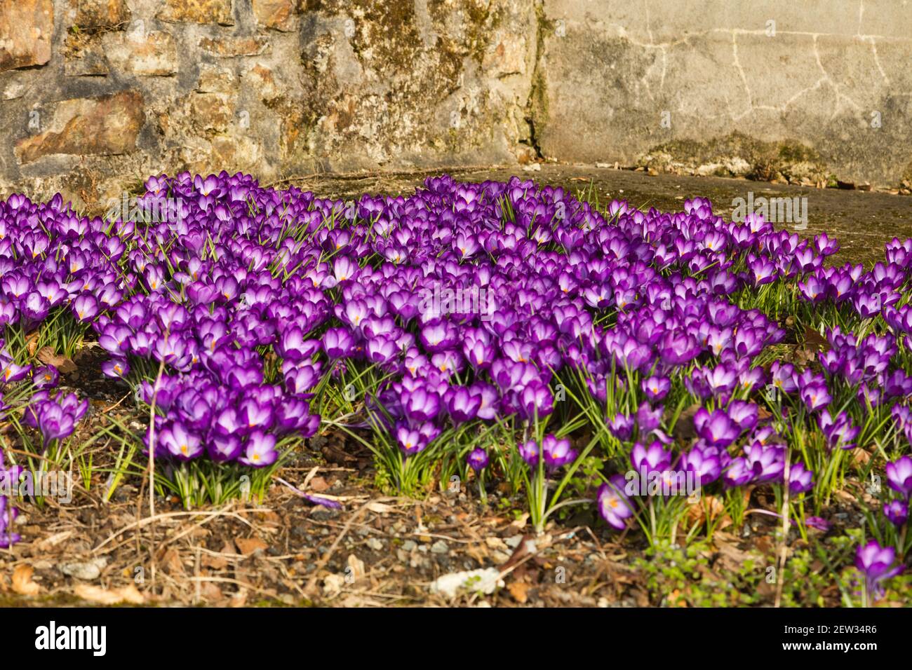 Crocus tommasinianus bed hi-res stock photography and images - Alamy