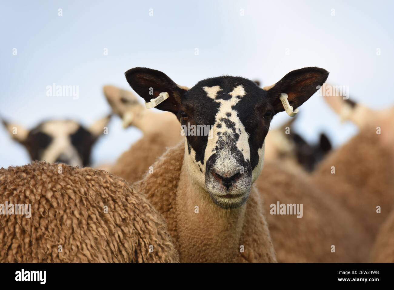 Scotch Mule Sheep, Marr Farm, Thornhill, Dumfries Stock Photo - Alamy