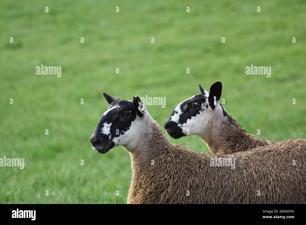 Scotch Mule Sheep, Marr Farm, Thornhill, Dumfries Stock Photo - Alamy