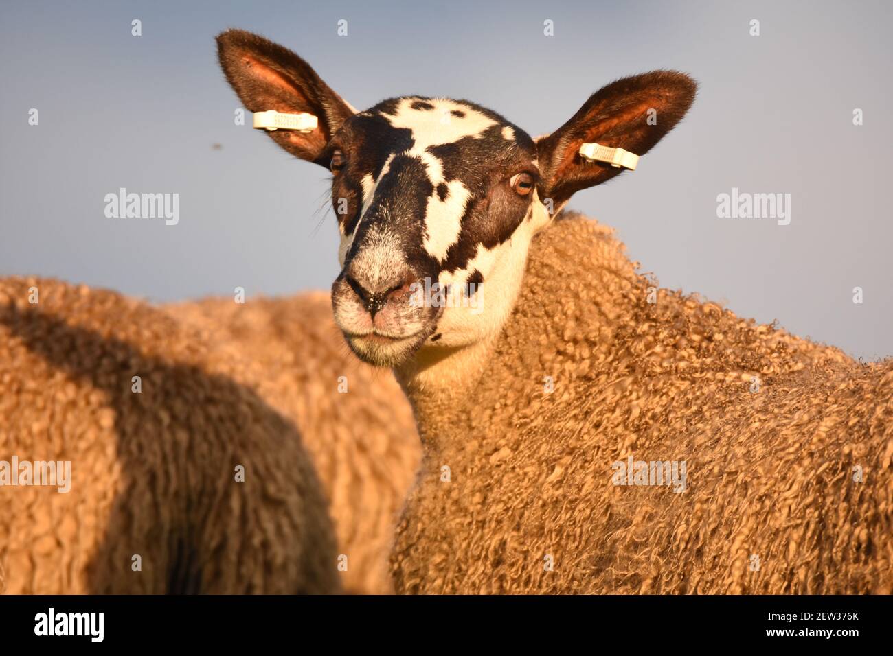 Scotch Mule Sheep, Marr Farm, Thornhill, Dumfries Stock Photo - Alamy