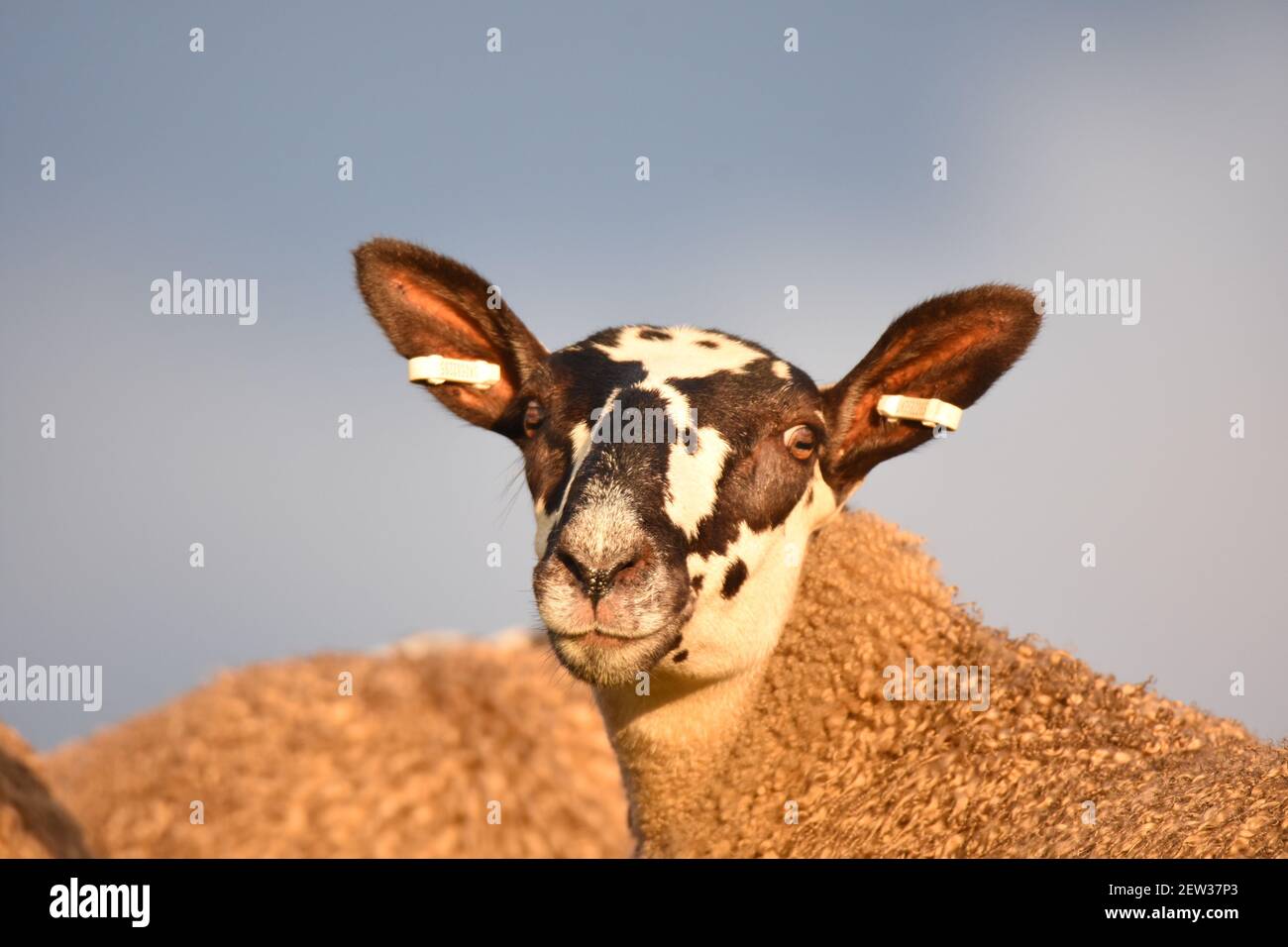 Scotch Mule Sheep, Marr Farm, Thornhill, Dumfries Stock Photo - Alamy