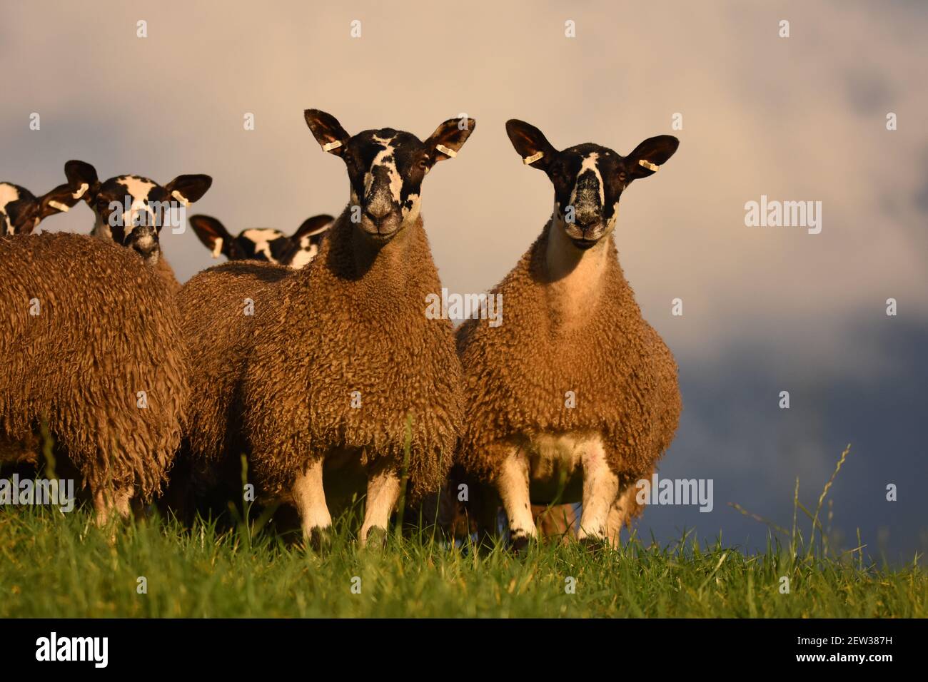 Scotch Mule Sheep, Marr Farm, Thornhill, Dumfries Stock Photo - Alamy
