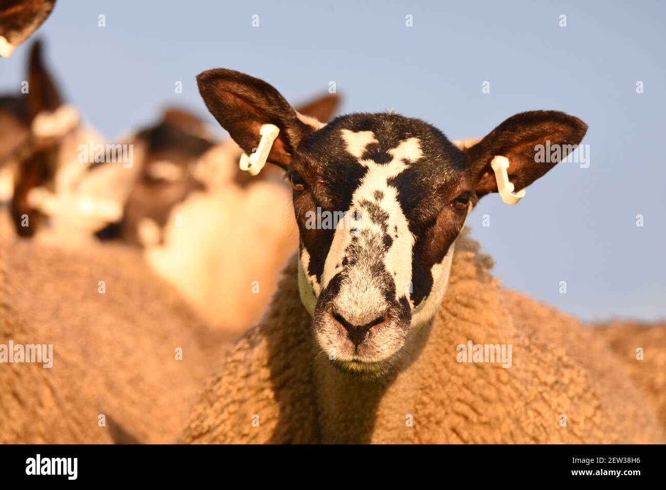 Scotch Mule Sheep, Marr Farm, Thornhill, Dumfries Stock Photo - Alamy