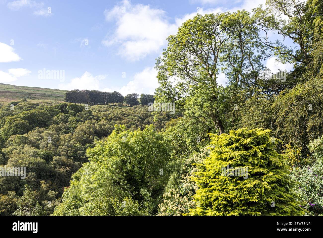 Exmoor national park scenic trees hi-res stock photography and images ...
