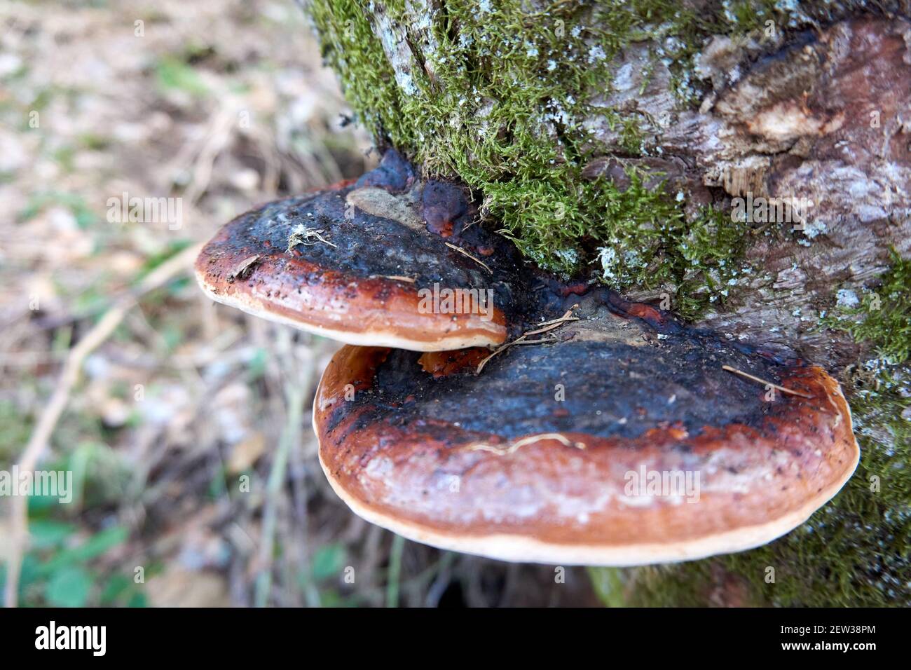 Large parasitic mushroom common tinder fungus growing on a tree trunk Stock Photo - Alamy