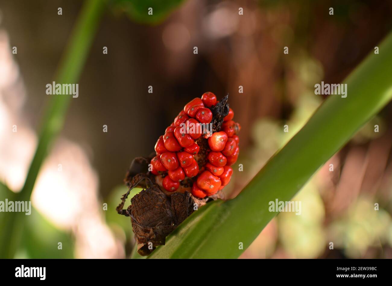 Jack berry hi-res stock photography and images - Alamy