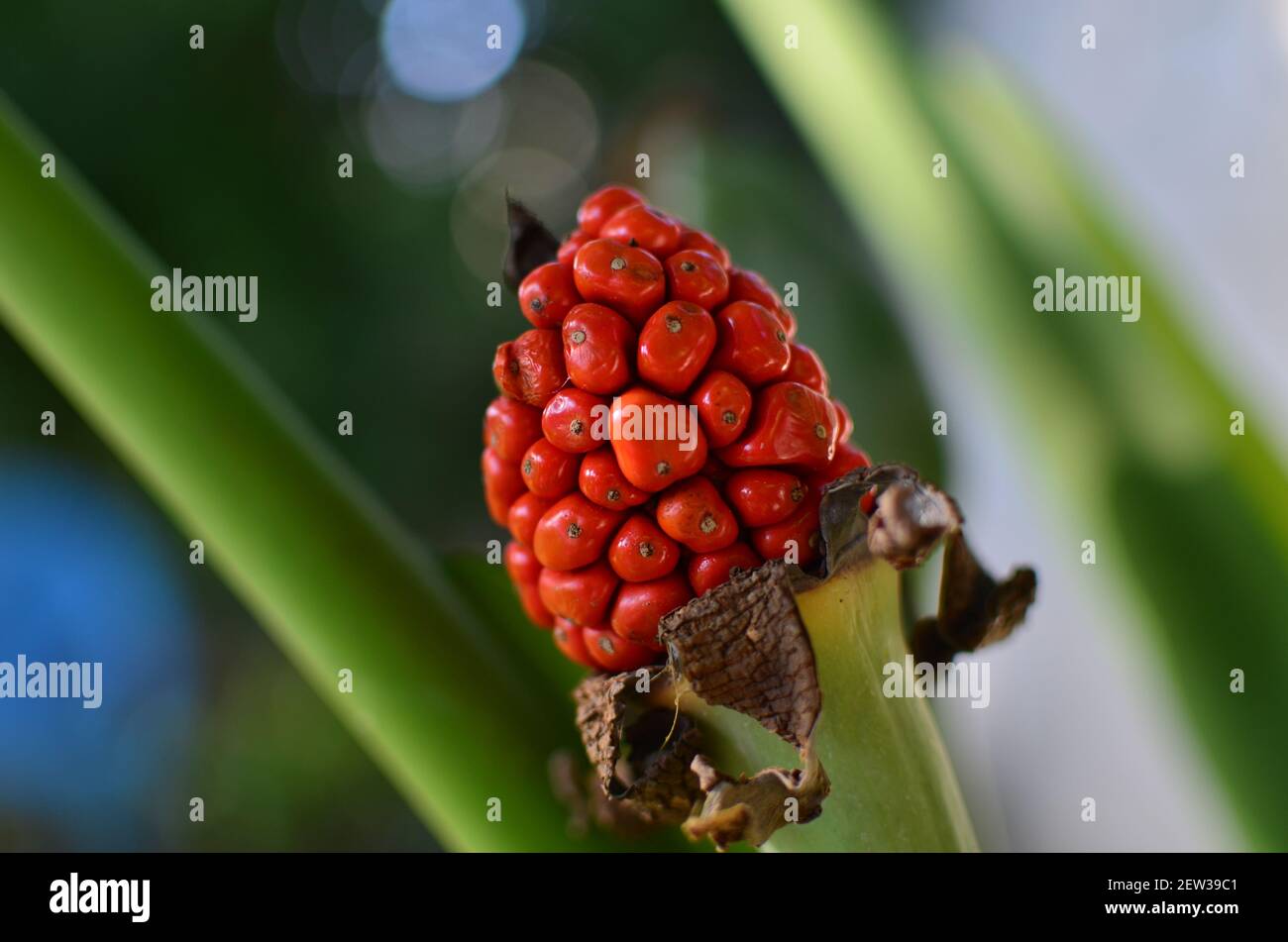 Jack berry hi-res stock photography and images - Alamy