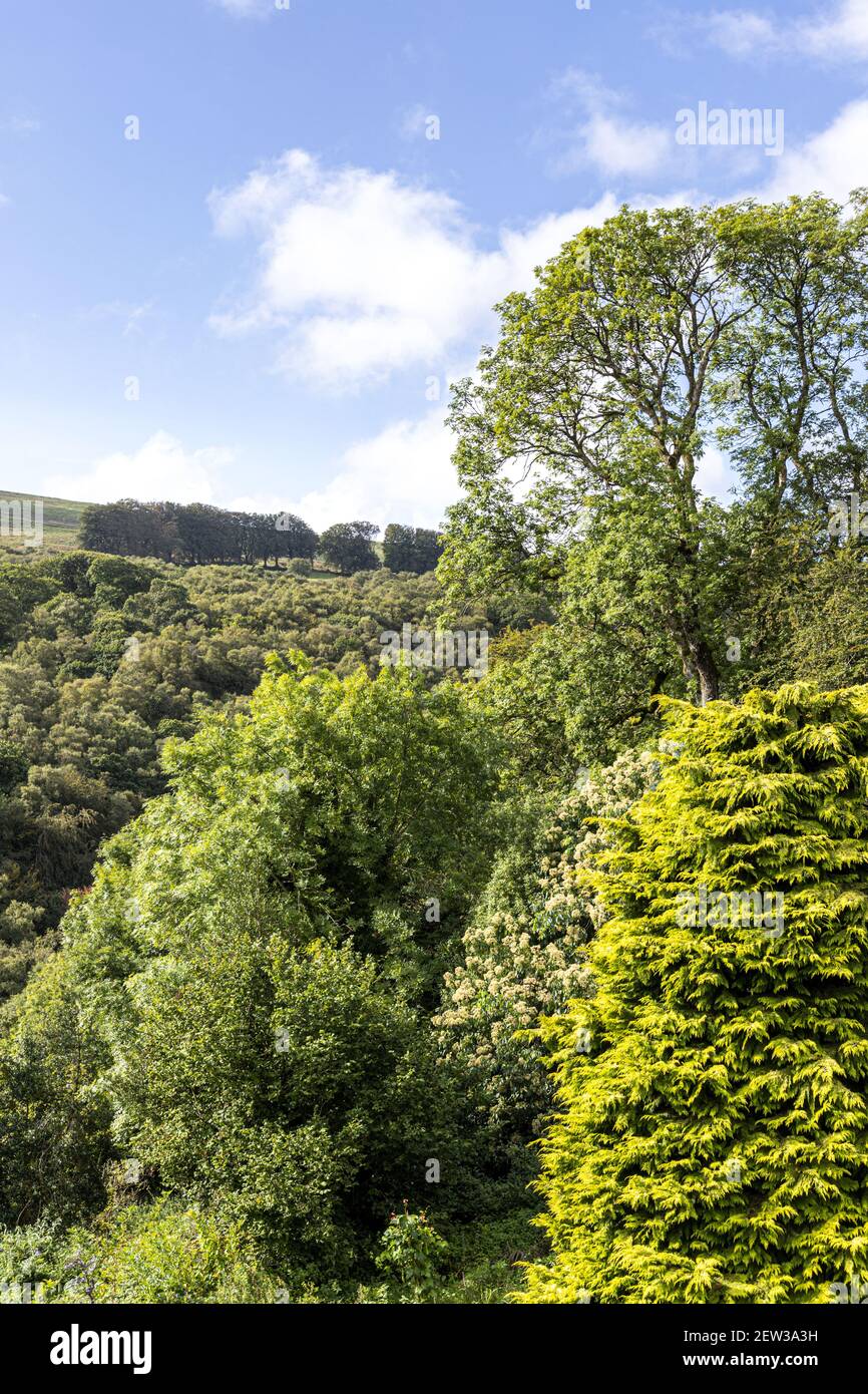 Mixture trees hi-res stock photography and images - Alamy