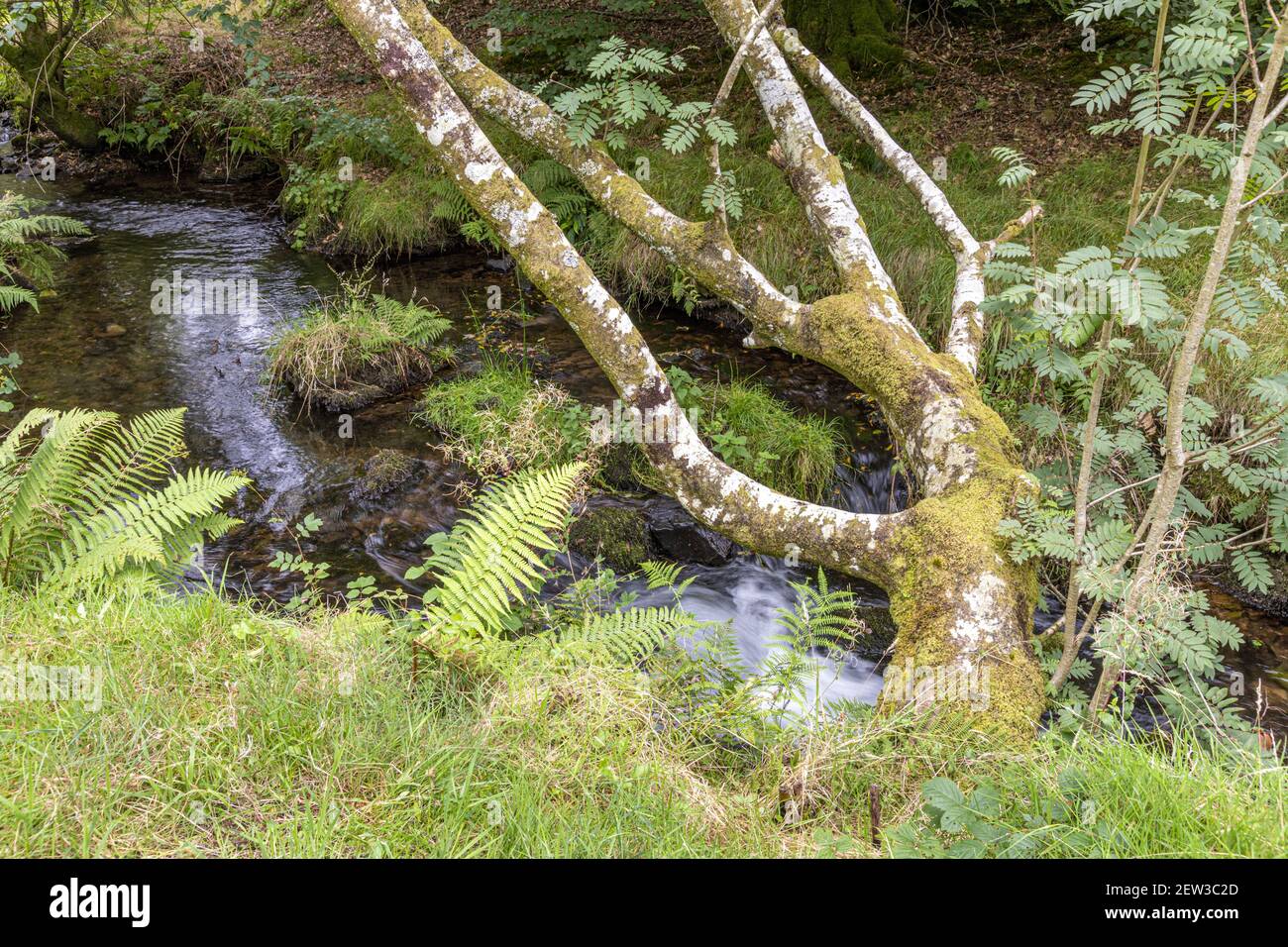 A stream on Exmoor National Park in early autumn - Weir Water near ...