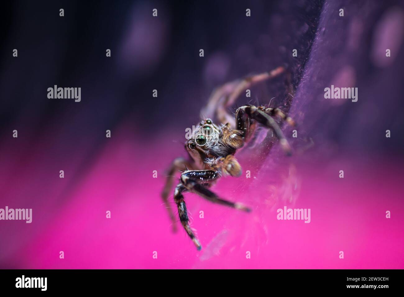 Spider jumping in Thailand is a colorful picture Stock Photo - Alamy