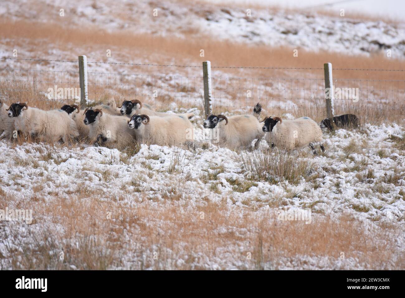 Scottish Blackface Sheep in snow, Lanarkshire Stock Photo - Alamy