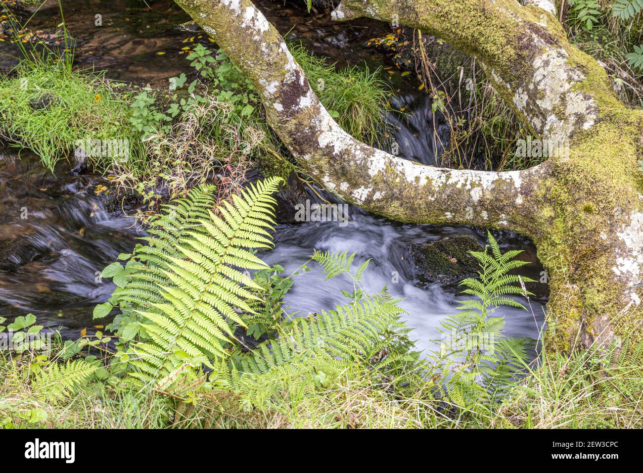 A stream on Exmoor National Park in early autumn - Weir Water near ...