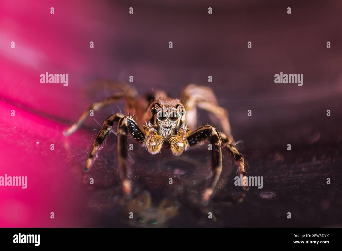 Spider jumping in Thailand is a colorful picture Stock Photo - Alamy