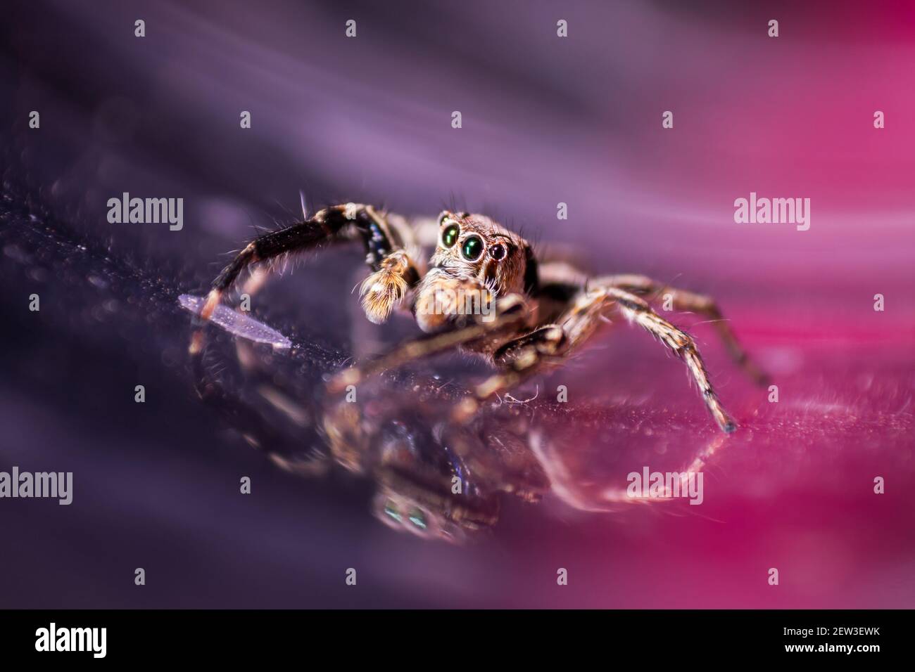 Spider jumping in Thailand is a colorful picture Stock Photo - Alamy