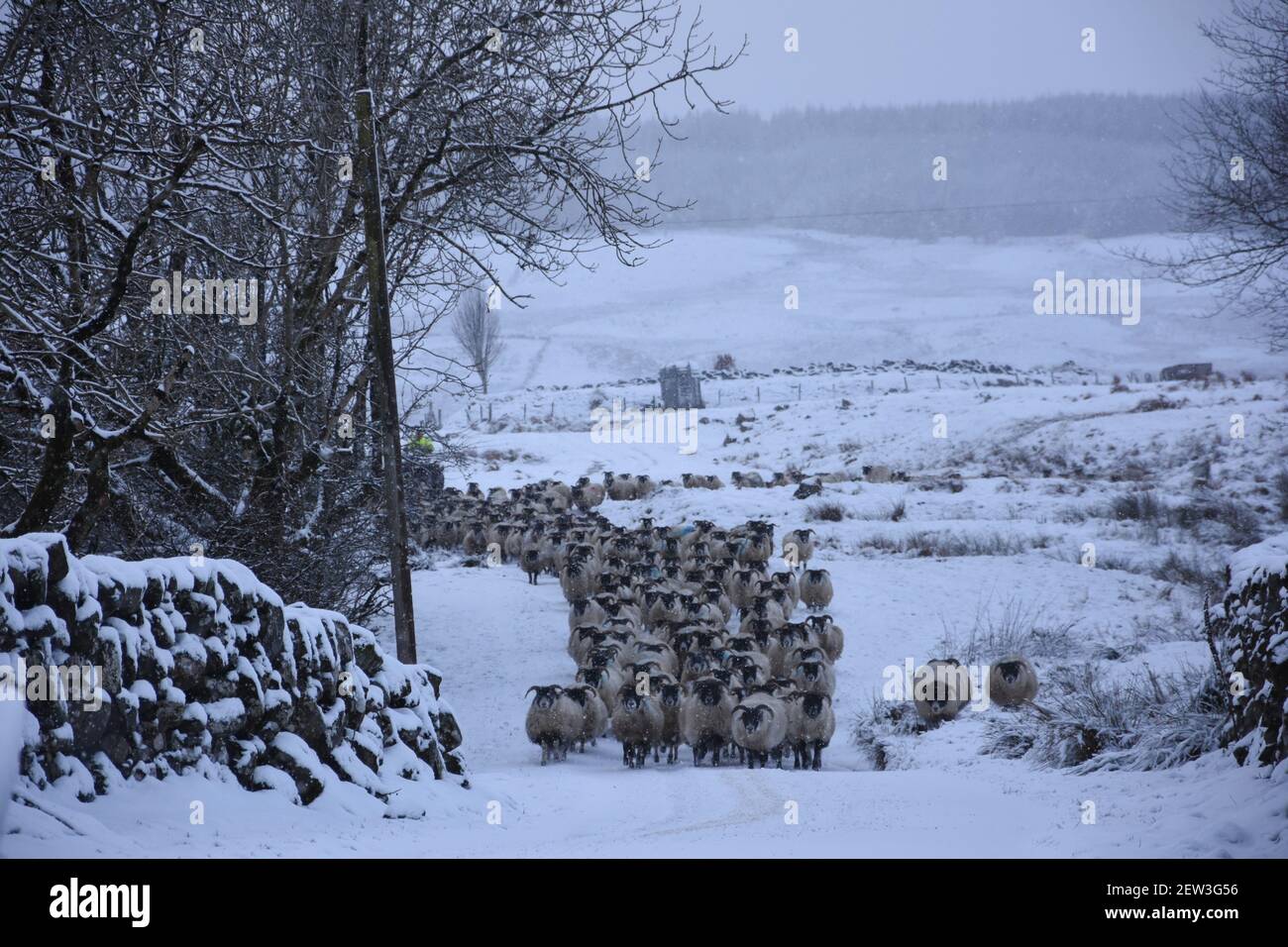 Scottish Blackface Sheep in snow, Castle Douglas, Dumfries & Galloway ...