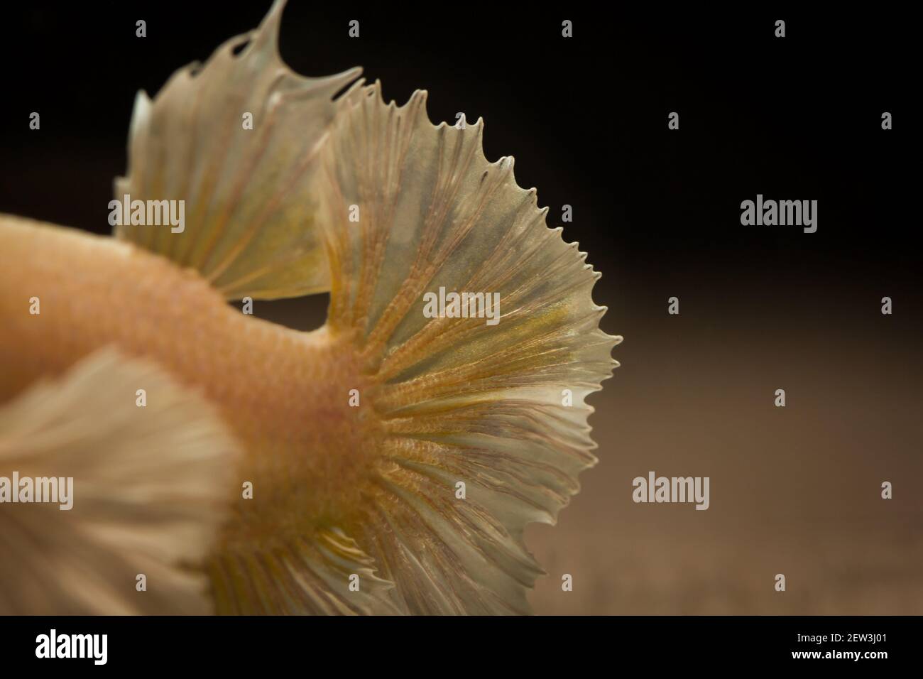 Close up texture of tail fighting fish or betta Stock Photo - Alamy