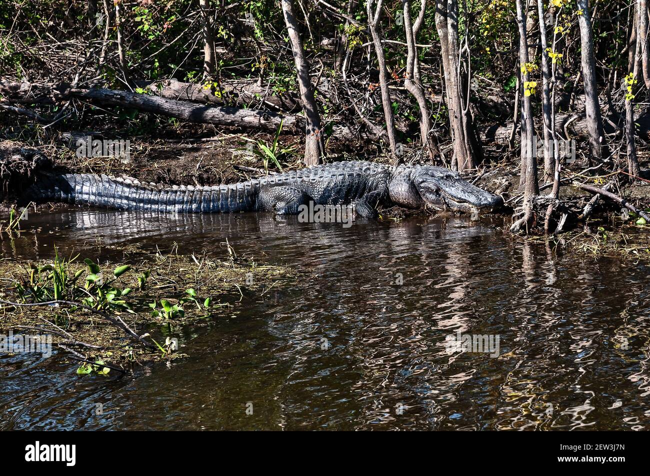 Alligators are the king of the swamp, Jean Lafitte National Historical ...