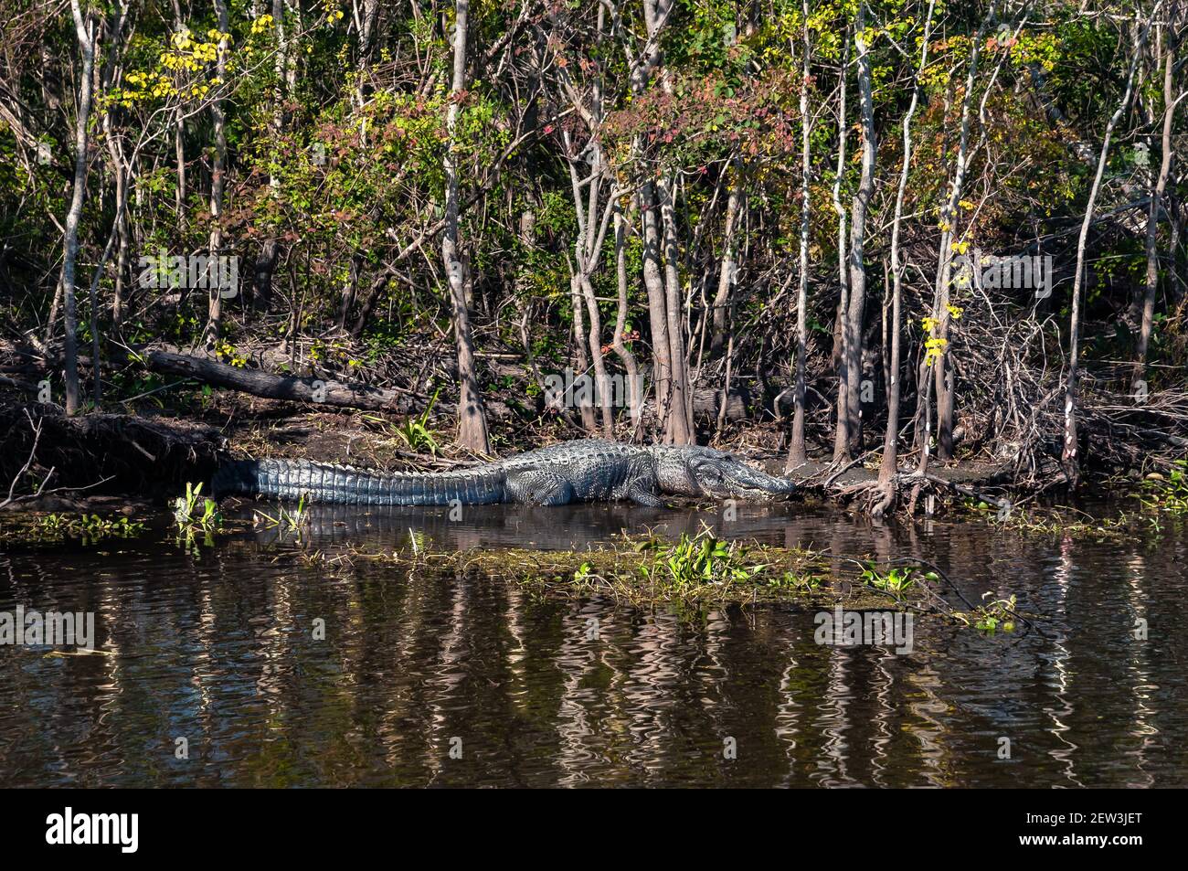 Alligators are the king of the swamp, Jean Lafitte National Historical ...
