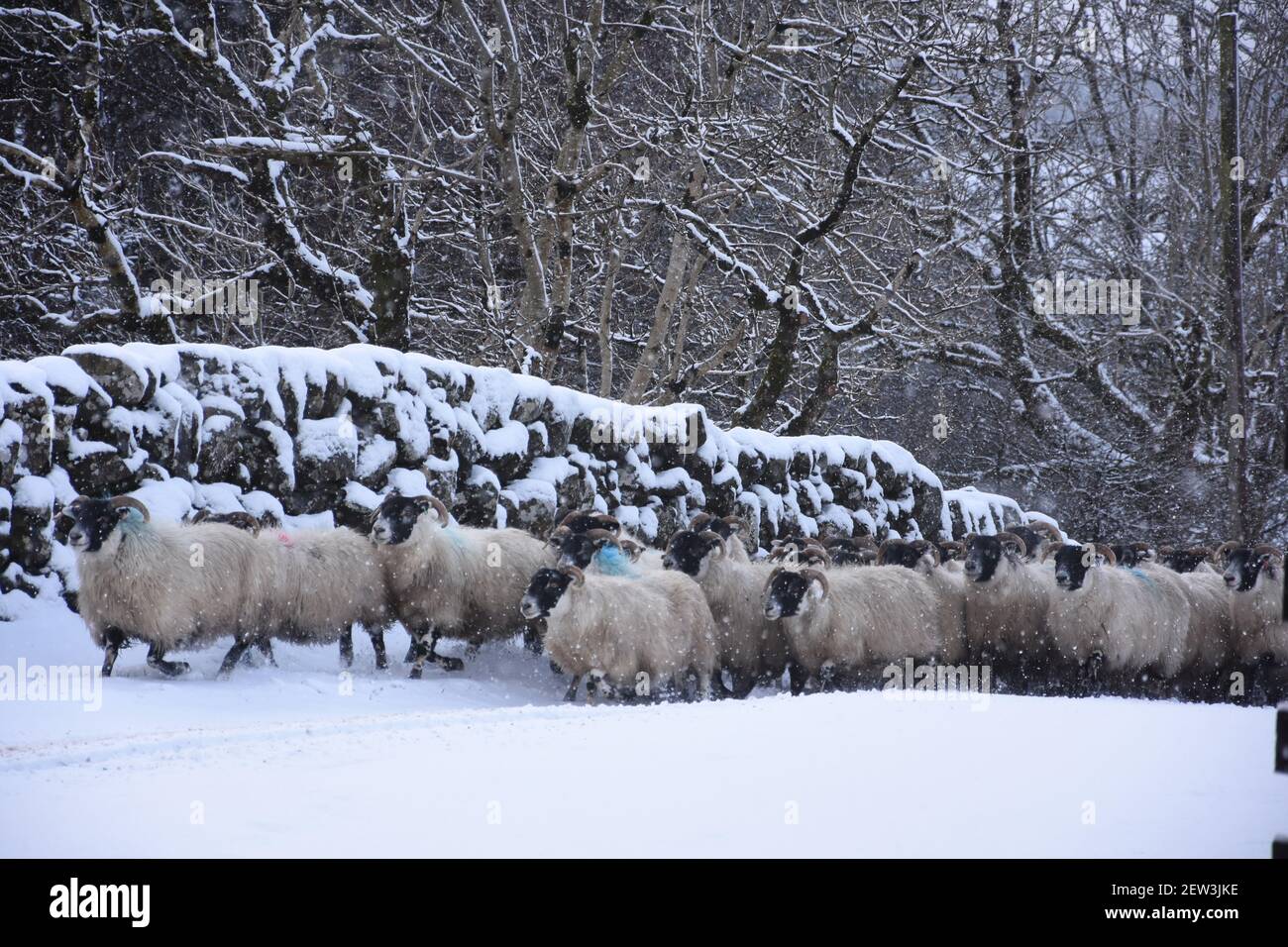 Scottish Blackface Sheep in snow, Castle Douglas, Dumfries & Galloway ...