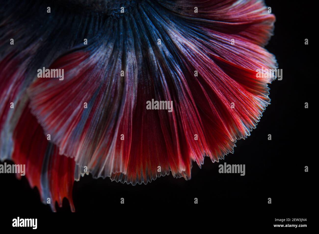 Close up texture of tail fighting fish or betta Stock Photo - Alamy