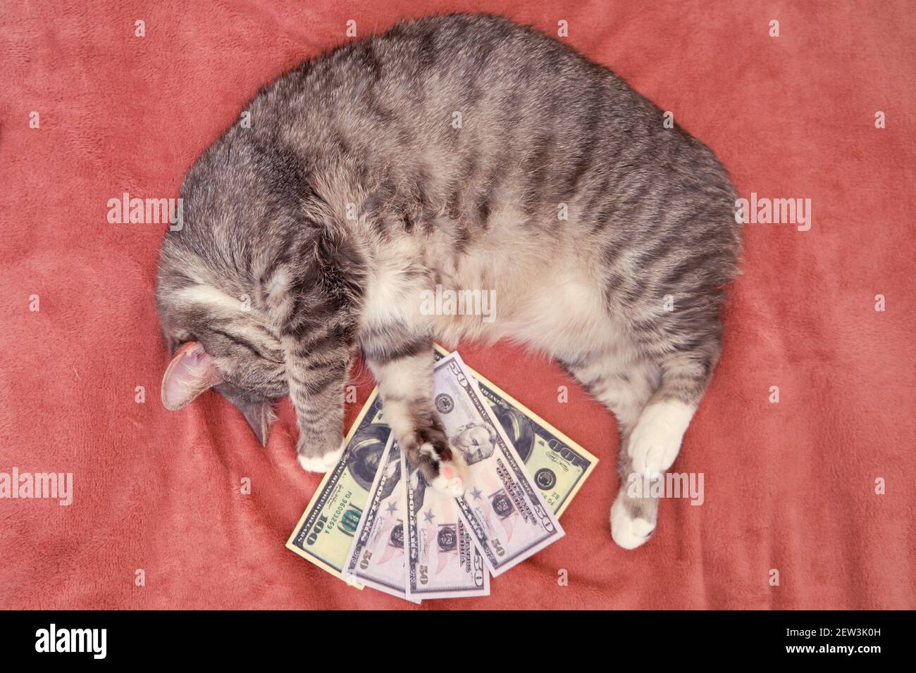 Cat with money in us dollars, top view on pet Stock Photo - Alamy