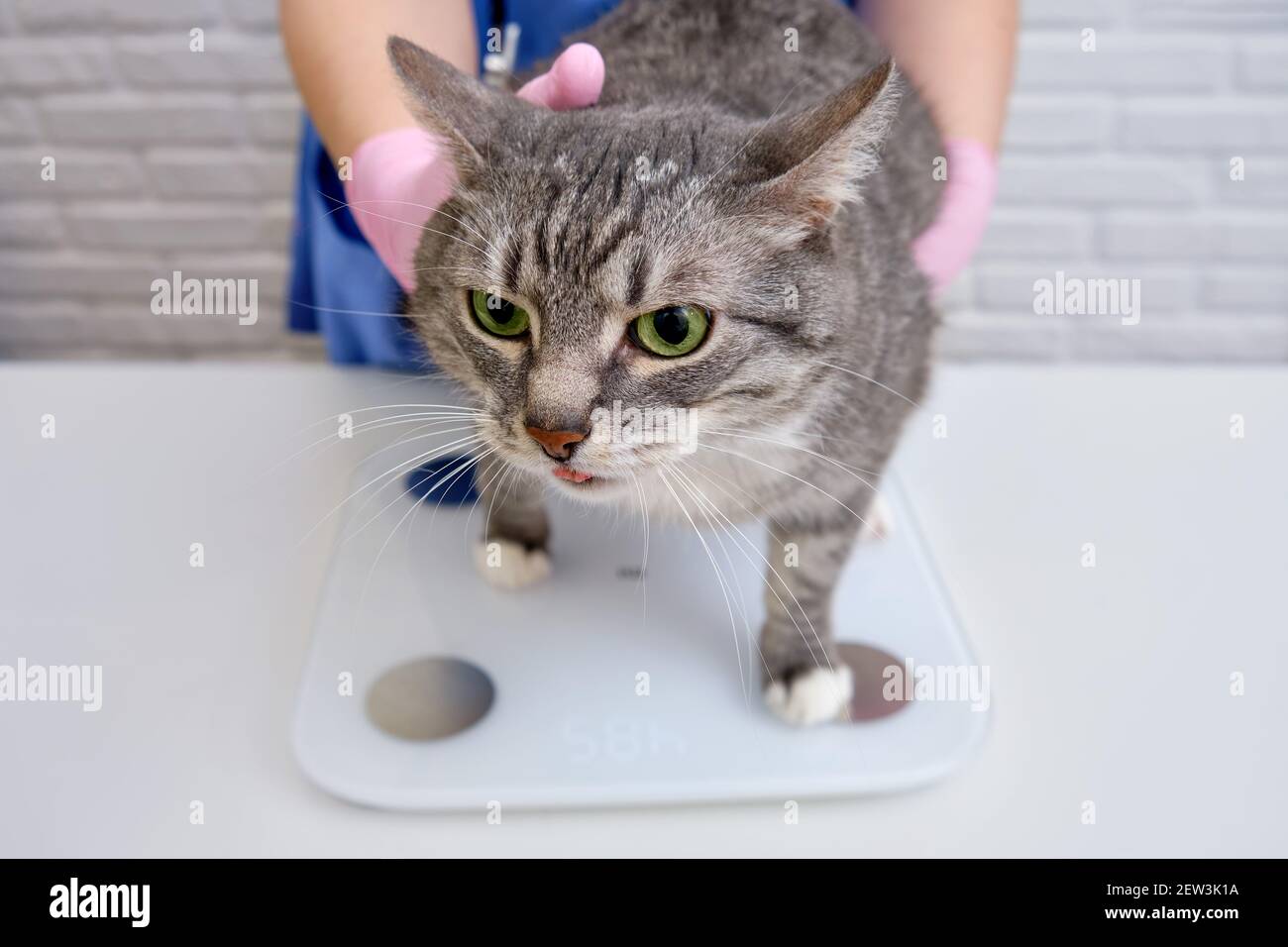 Measuring the weight of a domestic cat on a scale, veterinary clinic ...