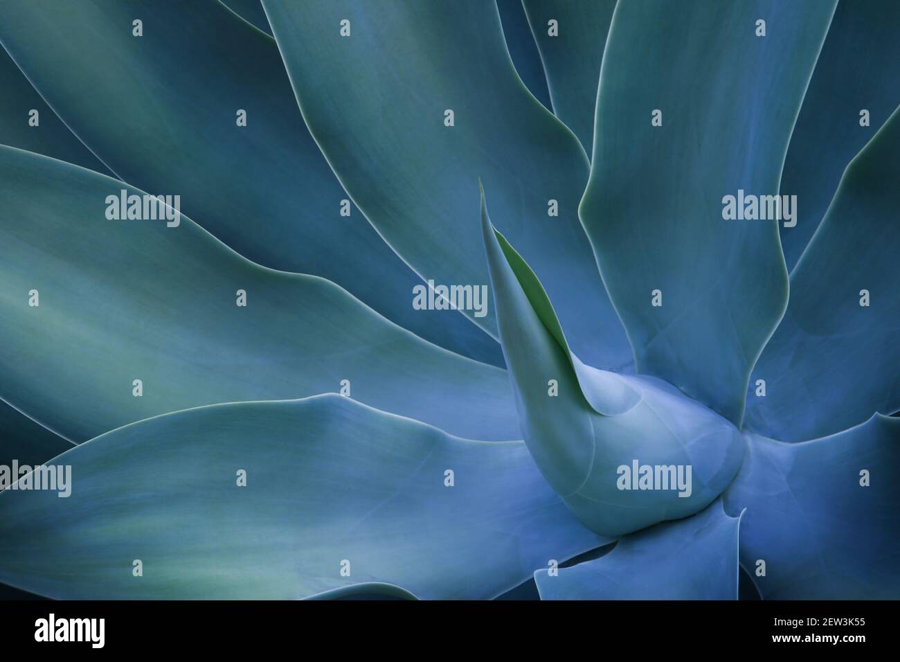 Closeup of Fox Tail Agave Plant Foliage in Blue Tone Color Natural ...
