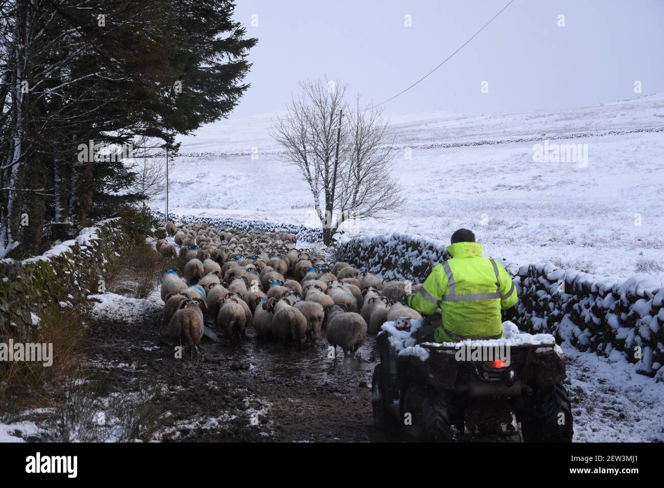 Scottish Blackface Sheep in snow, Castle Douglas, Dumfries & Galloway ...