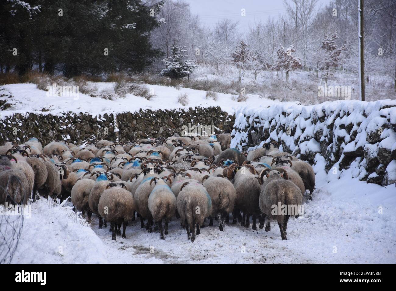 Blackface sheep scotland hi-res stock photography and images - Alamy