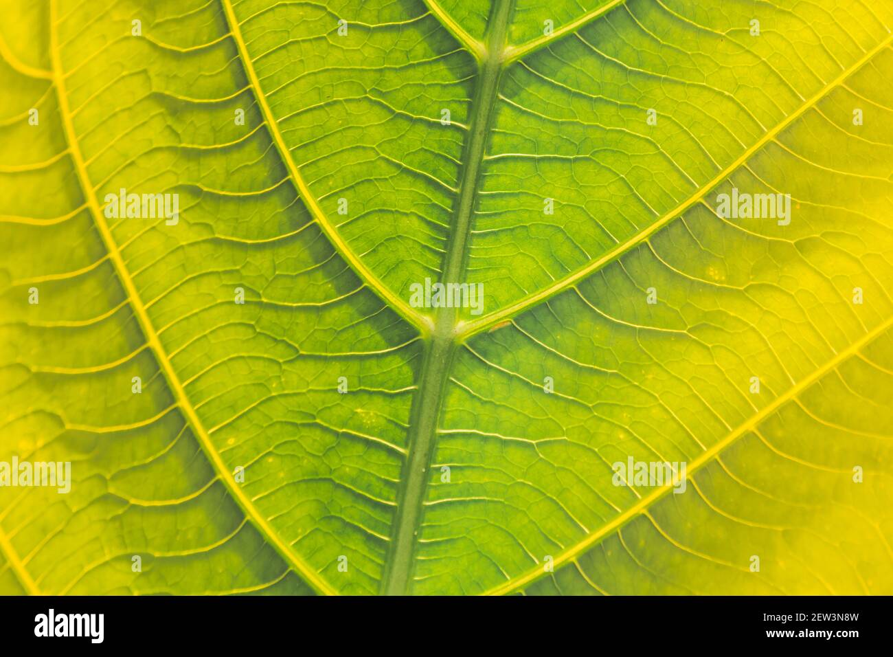 Green leaves with detailed lines and surface Stock Photo - Alamy