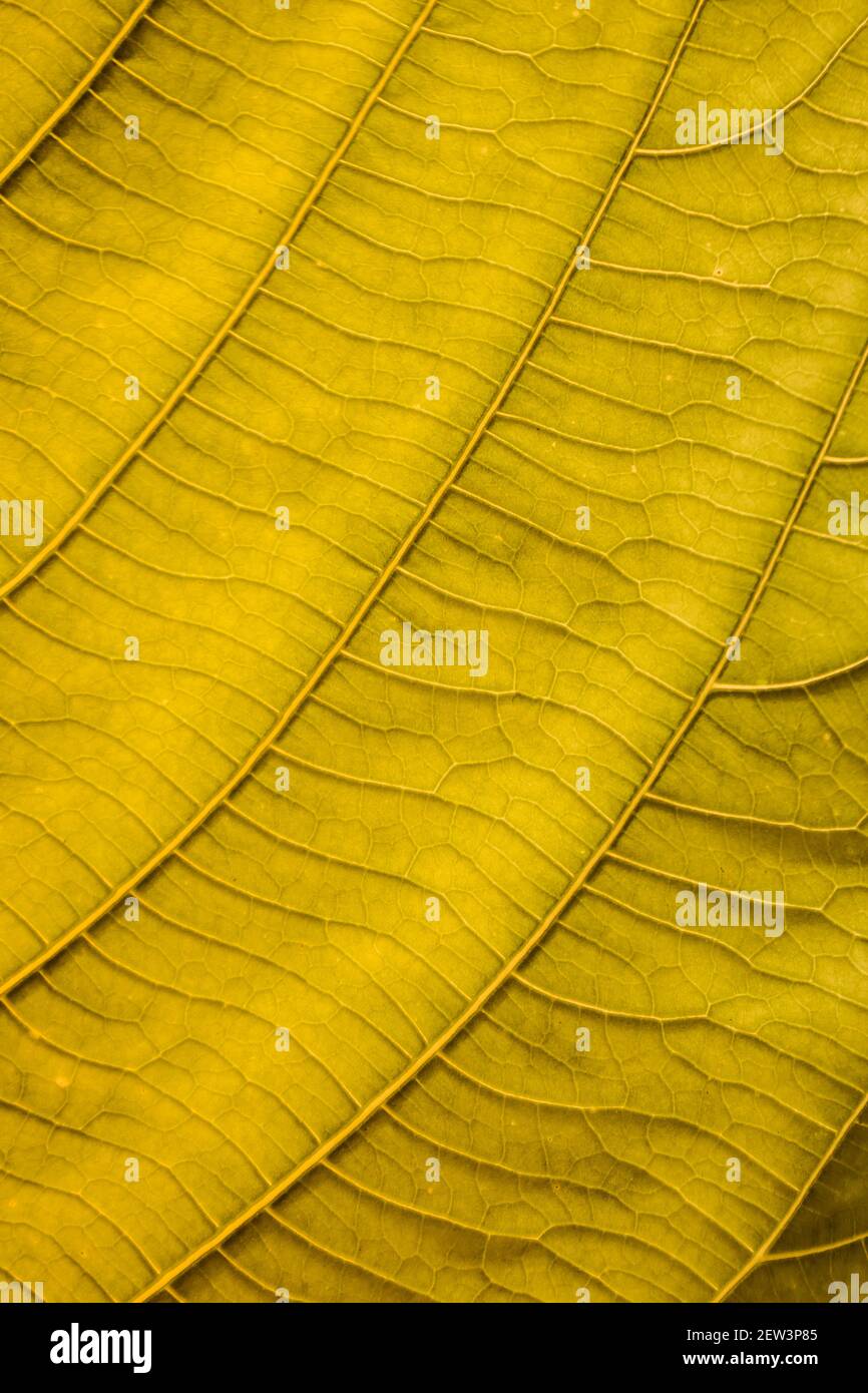 Rich yellow color of leaves in background hi-res stock photography and ...