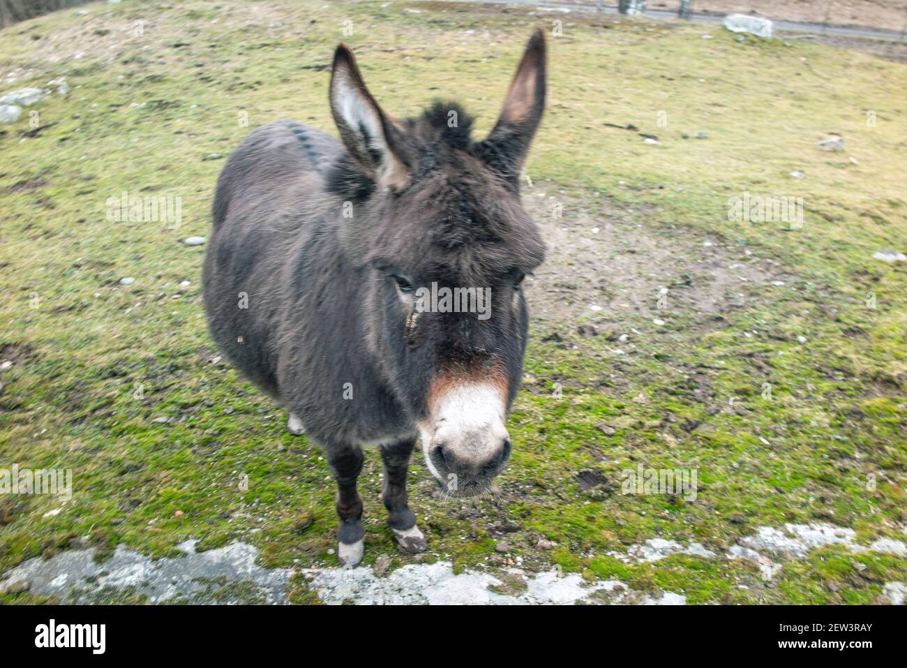 Happy donkey hi-res stock photography and images - Alamy