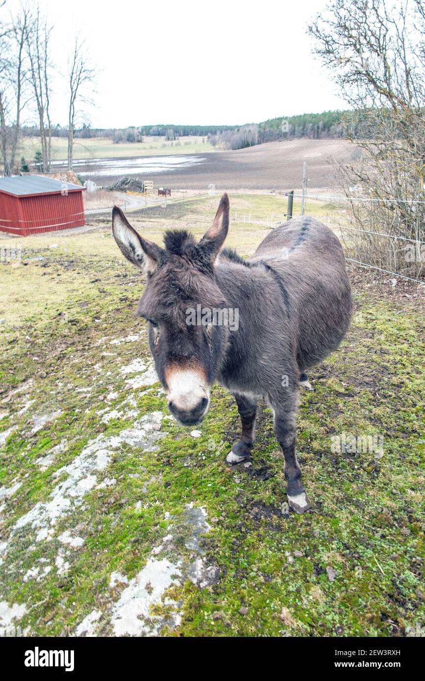 Happy donkey hi-res stock photography and images - Alamy