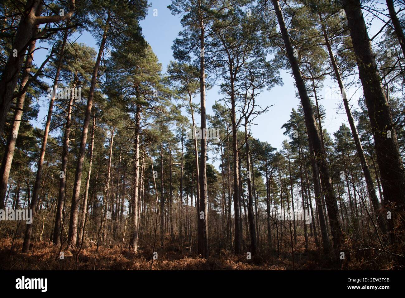 Wisley common hi-res stock photography and images - Alamy