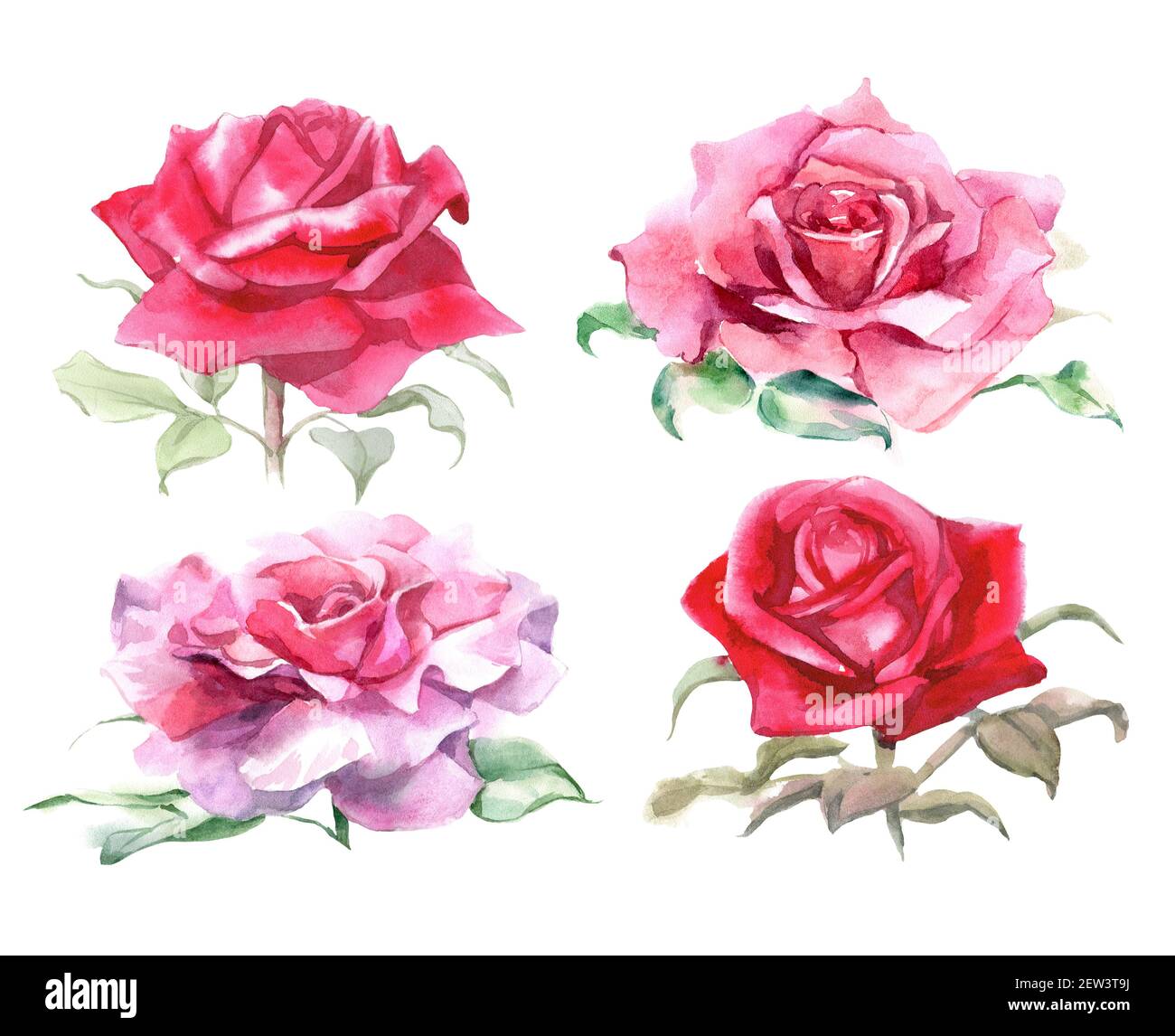 Set of pink and red roses. Watercolor Illustration. Isolated. High ...