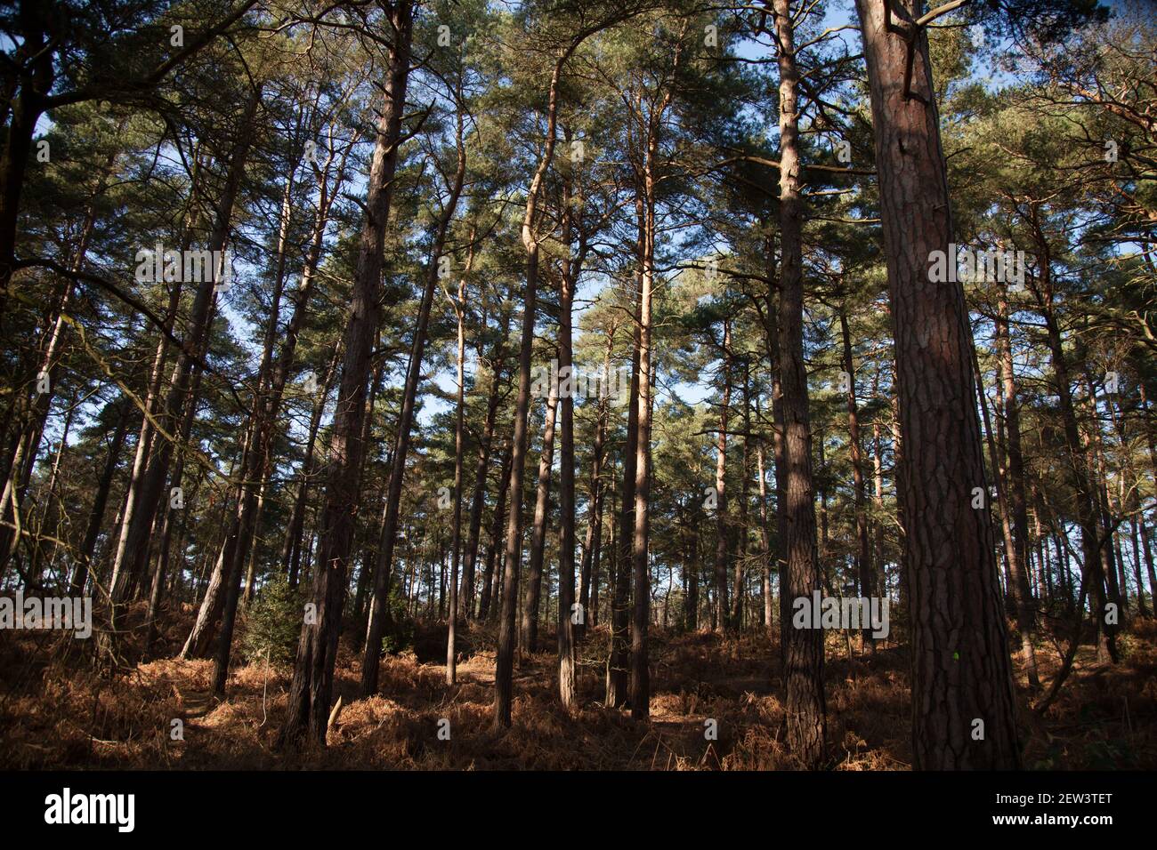 Wisley & Ockham Common Forest, Chatley Heath Surrey UK 2021 February ...