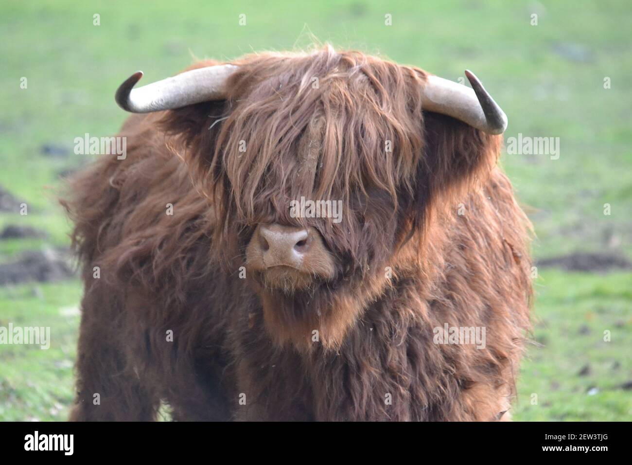 One Highland Cattle - Hairy Cow - Standing In A Farmers Field ...