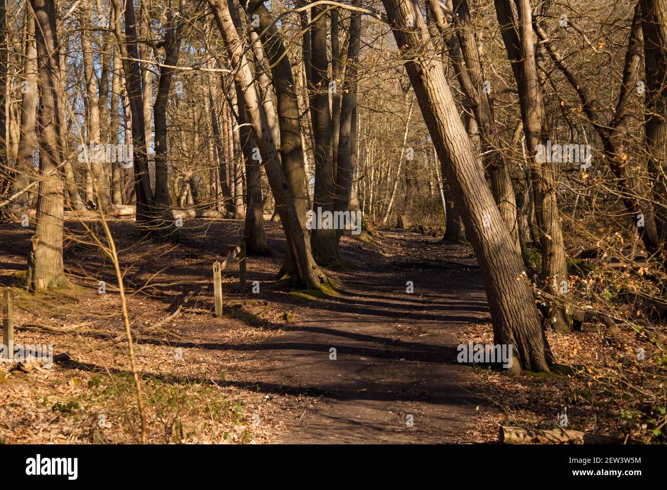 Ockham park hi-res stock photography and images - Alamy