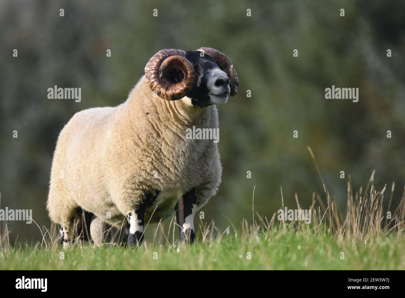 Douglas lamb hi-res stock photography and images - Alamy