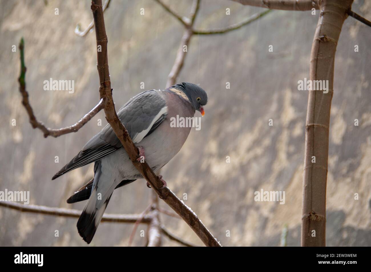 Pigeon perched from a tree branch close up Germany Stock Photo - Alamy