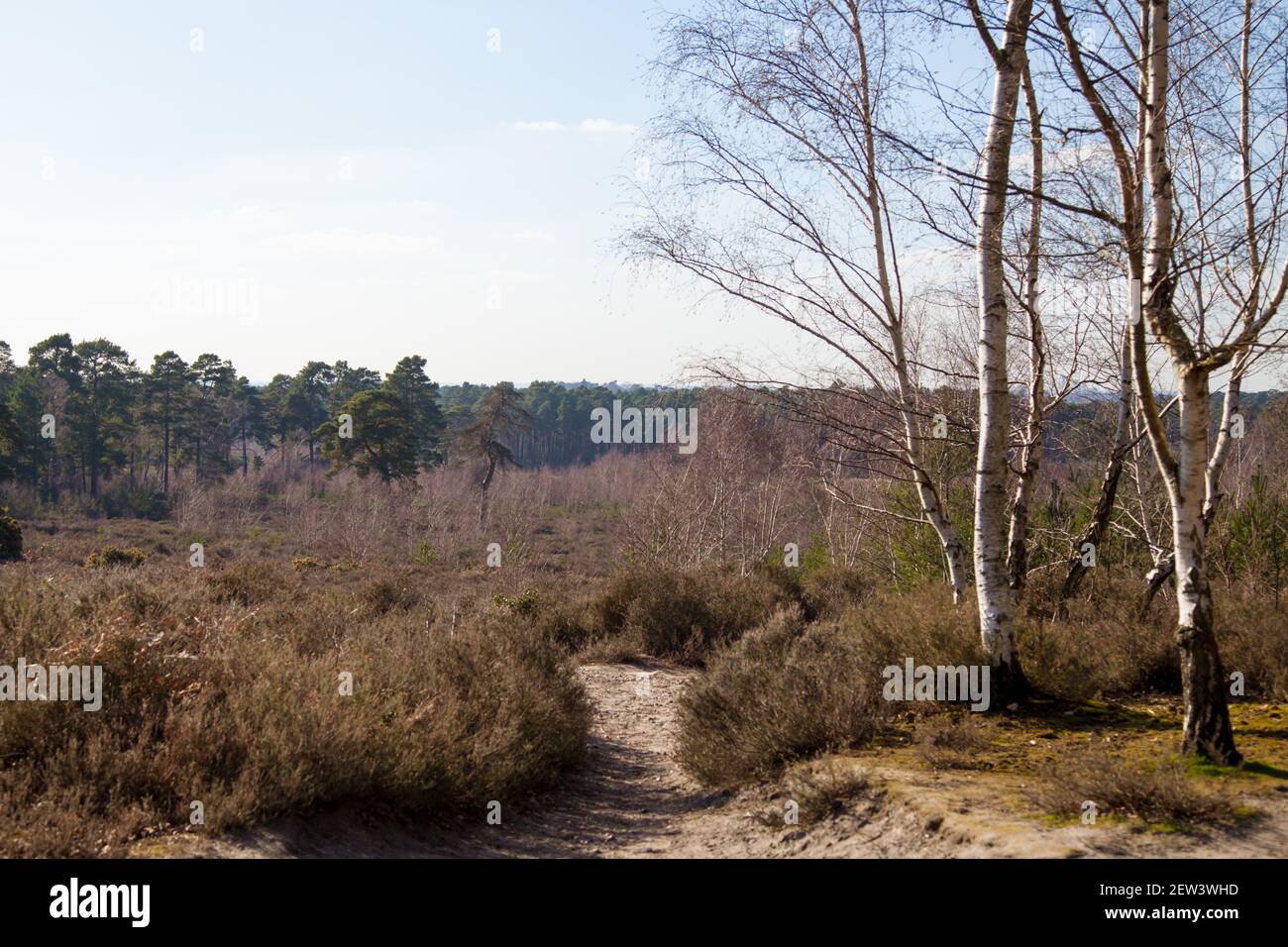 Ockham common hi-res stock photography and images - Alamy