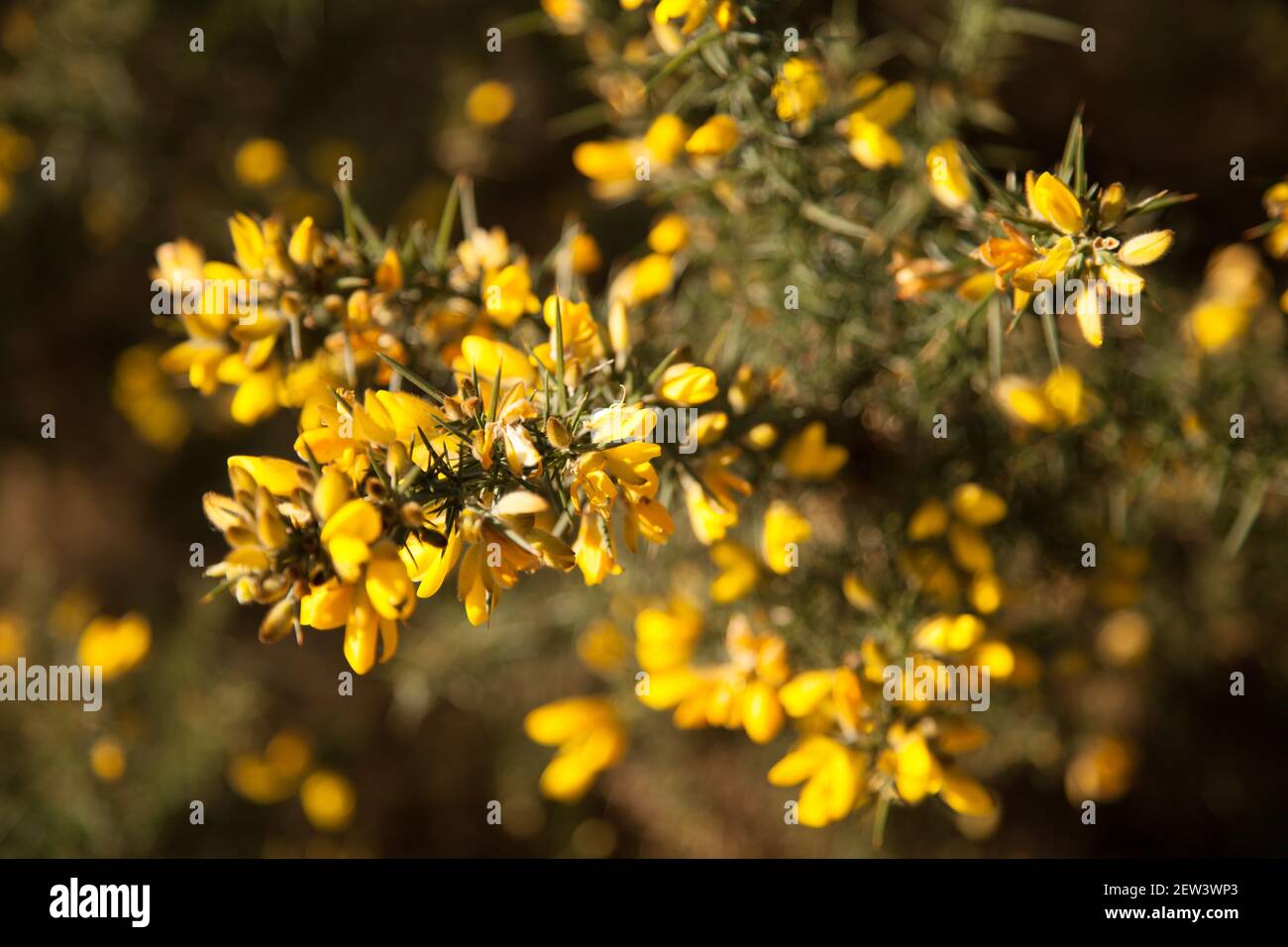 Flowering Gorse bush on Wisley & Ockham Common Forest, Chatley Heath ...